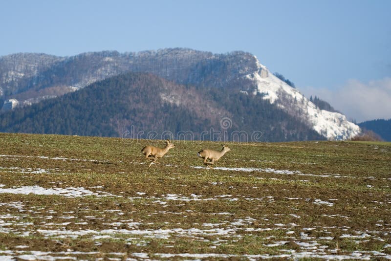 Roe Deer escape stock image. Image of frost, dark, hide - 39769671