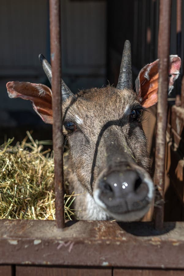 Roe Deer on a Farm in a Corral Pulling Its Muzzle Stock Photo - Image ...