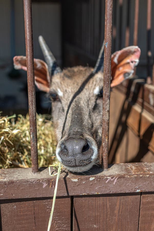 252 Reh Stock Photos - Free & Royalty-Free Stock Photos from Dreamstime