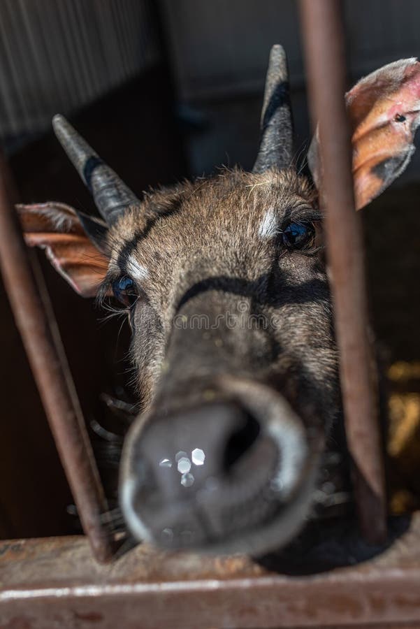 Roe Deer on a Farm in a Corral Pulling Its Muzzle Stock Image - Image ...