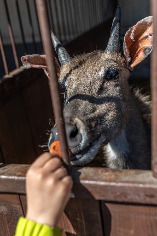 Roe Deer on a Farm in a Corral Pulling Its Muzzle Stock Photo - Image ...