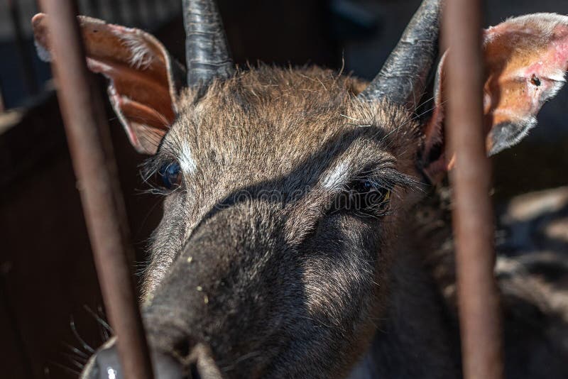 263 Reh Stock Photos - Free & Royalty-Free Stock Photos from Dreamstime