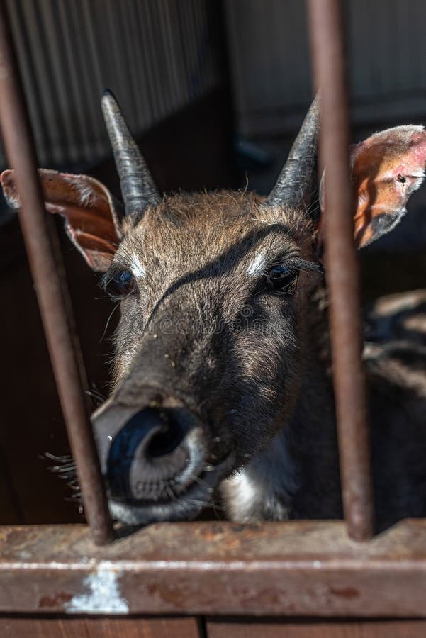 263 Reh Stock Photos - Free & Royalty-Free Stock Photos from Dreamstime