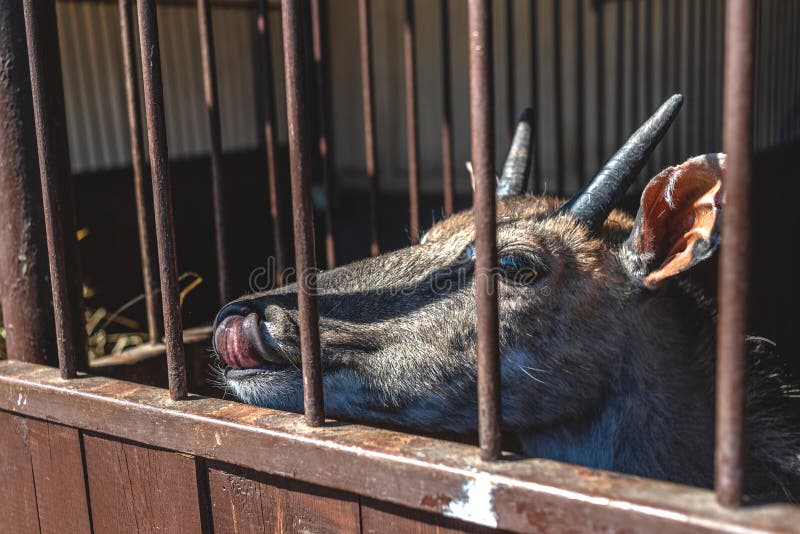 Roe Deer on a Farm in a Corral Pulling Its Muzzle Stock Image - Image ...