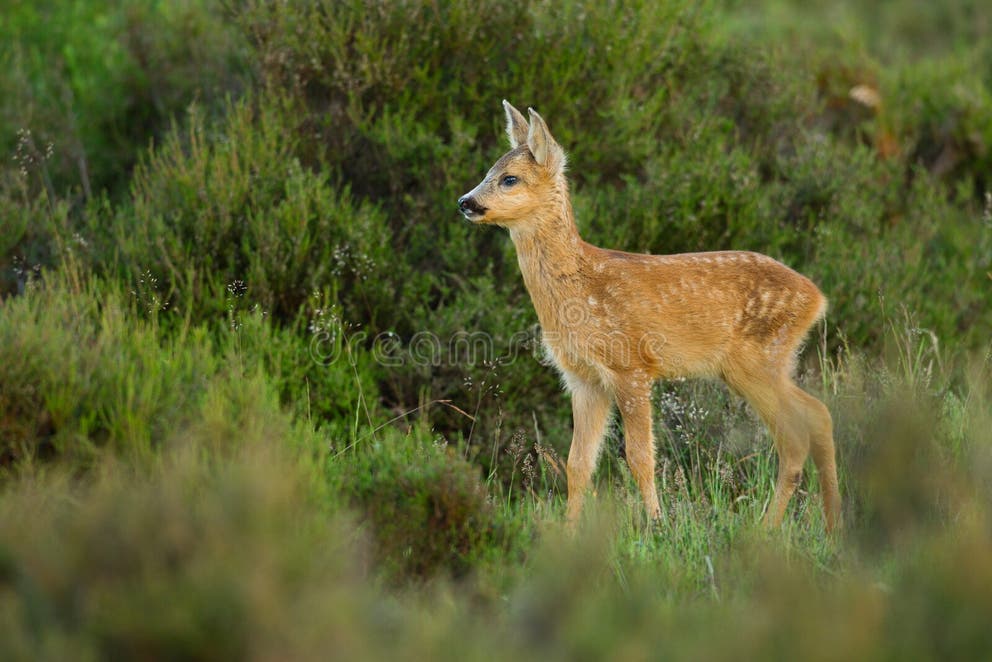 Roe deer Fawn stock image. Image of forrest, color, proud - 15086373