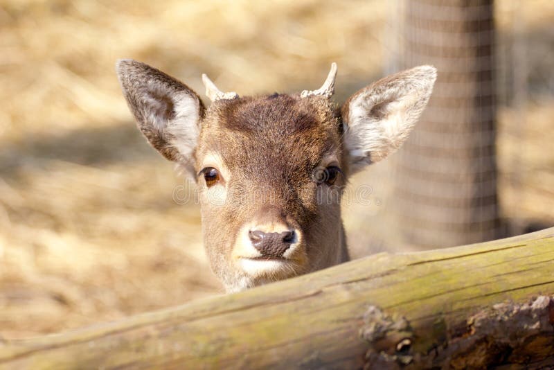 Roe deer fawn stock image. Image of cute, horns, head - 51838609