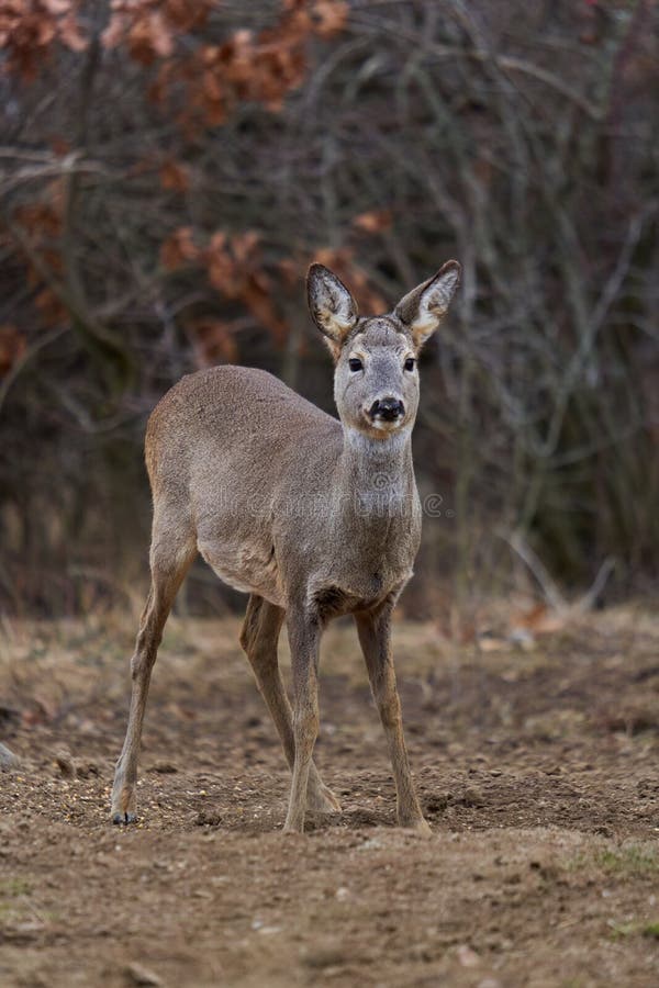 Roe Deer at the Feeding Spot in the Forest Stock Photo - Image of ...