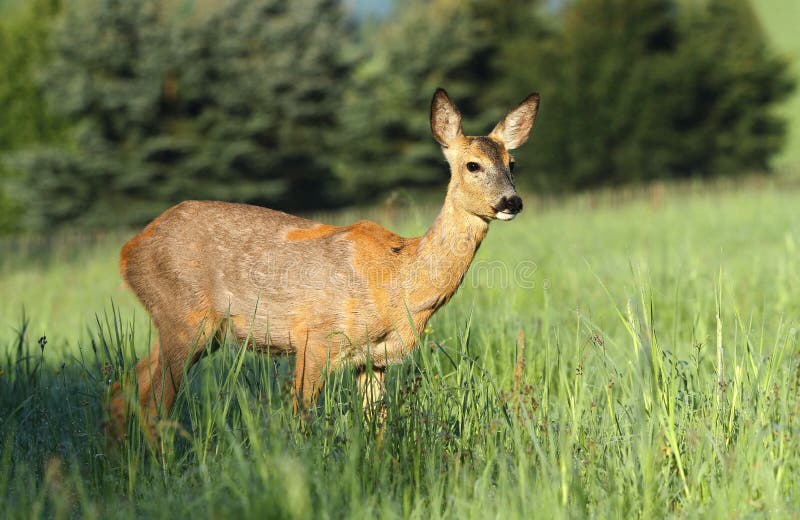 Roe deer female stock photo. Image of wildlife, nice - 31259406