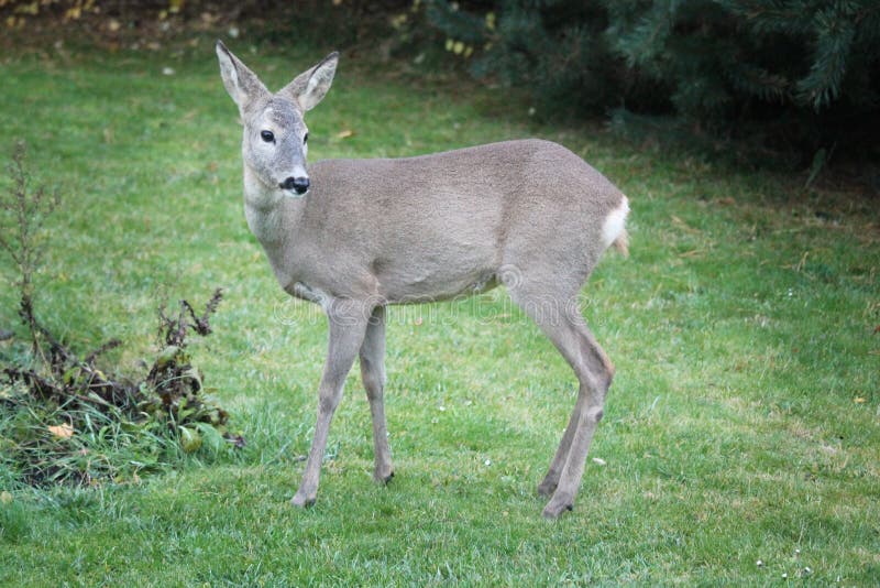 Roe deer stock photo. Image of wild, female, wilderness - 69928892