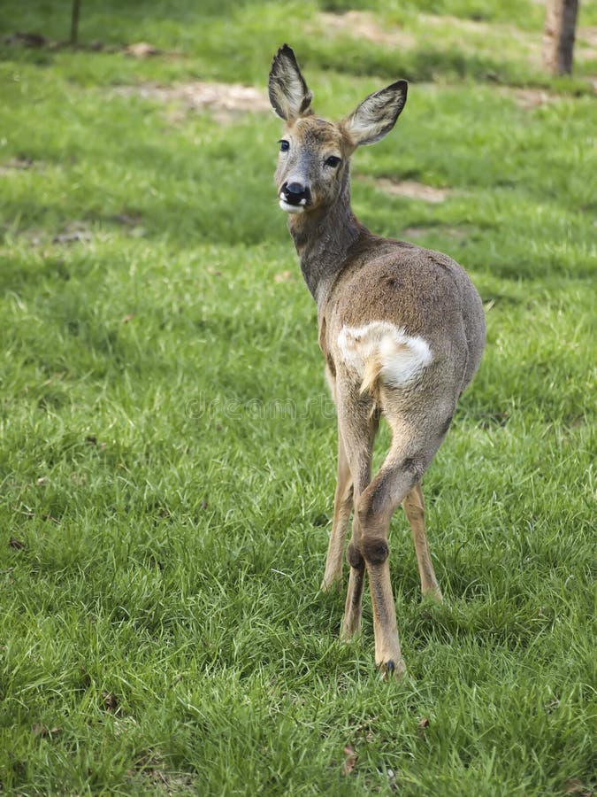 Roe Deer, Female Standing on Grass Stock Image - Image of female ...