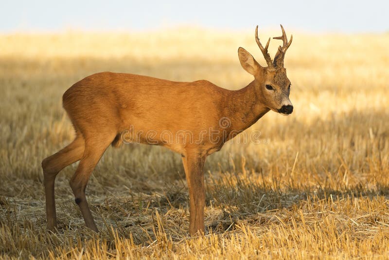 Roe deer stock image. Image of deer, nature, wallpaper - 63669441