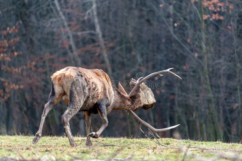 Roe Deer Fight the Root of the Tree Stock Image - Image of forest ...