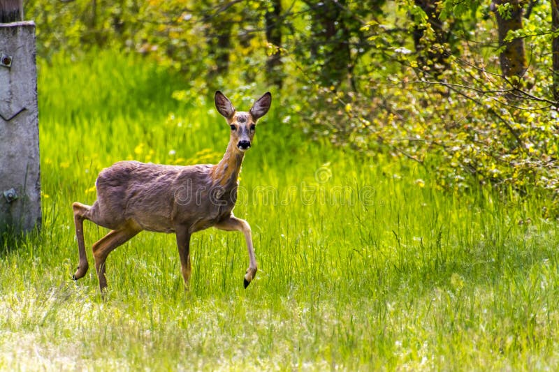 Roe Deer in the Forest in Early Spring Stock Photo - Image of walking ...