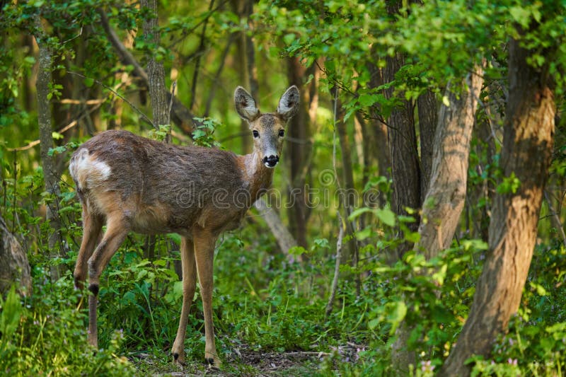 Roe deer in the forest stock image. Image of wild, fauna - 276884569