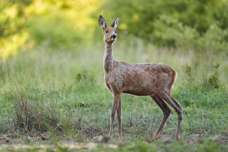 Roe deer by the forest stock image. Image of white, wildlife - 249575779