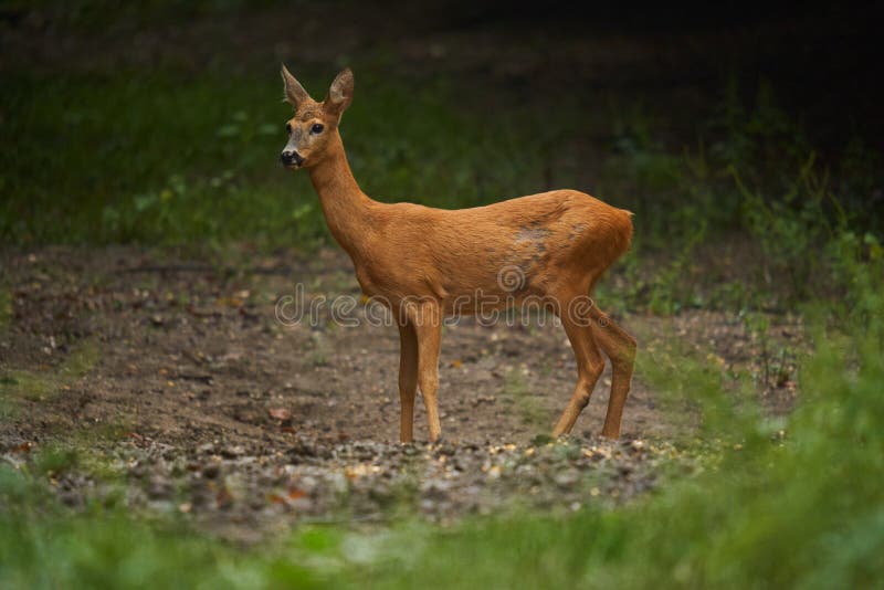 Roe Deer in the Forest during Rain Stock Photo - Image of mammal, woods ...