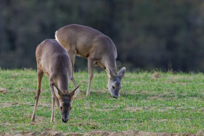 Roe Deer are Grazing on the Freshly Sprouted Crops in the Middle of the ...