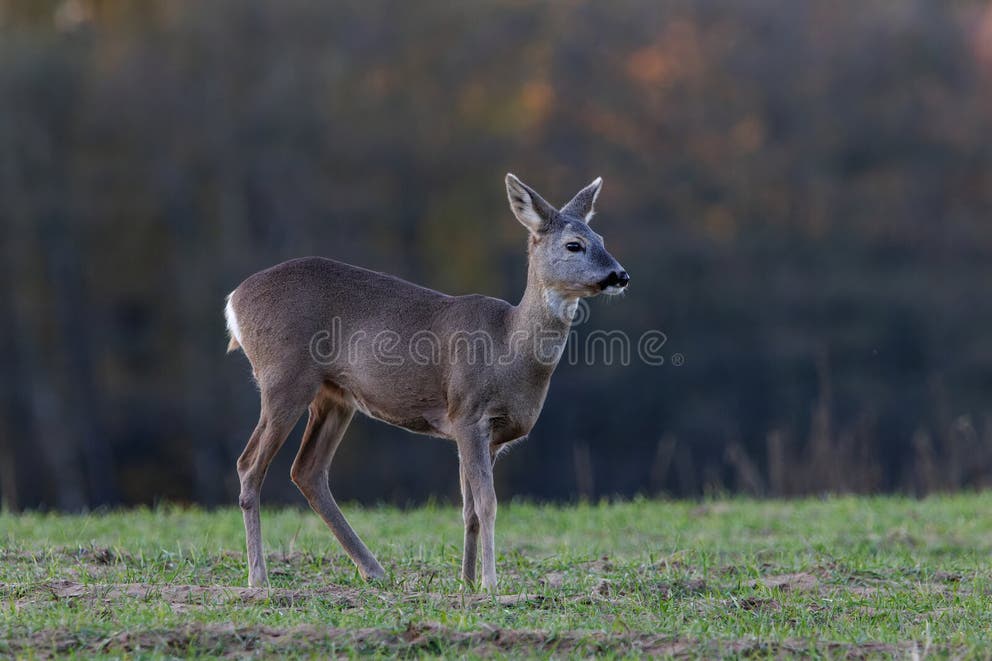 Roe Deer are Grazing on the Freshly Sprouted Crops in the Middle of the ...