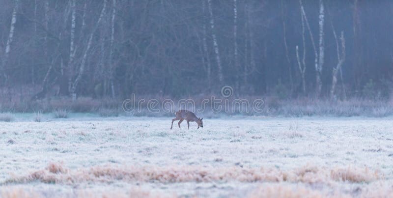 Roe Deer Grazing in Frozen Meadow. Stock Photo - Image of capreolus ...