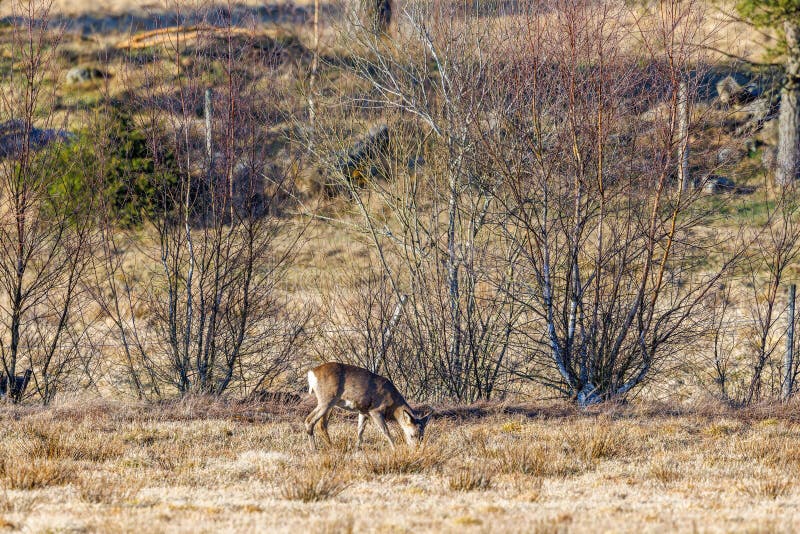 Roe Deer Grazing on a Meadow in the Spring Sun Stock Photo - Image of ...