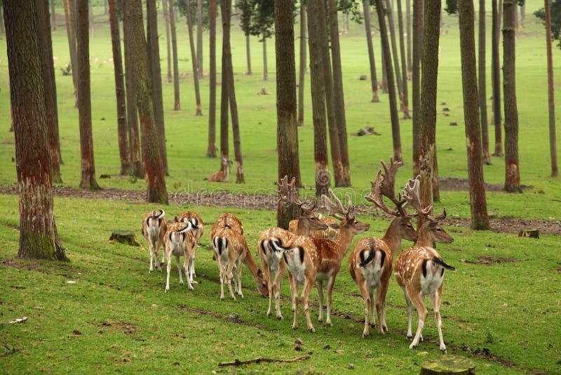 Roe deer group stock image. Image of trees, venison, deer - 12252685