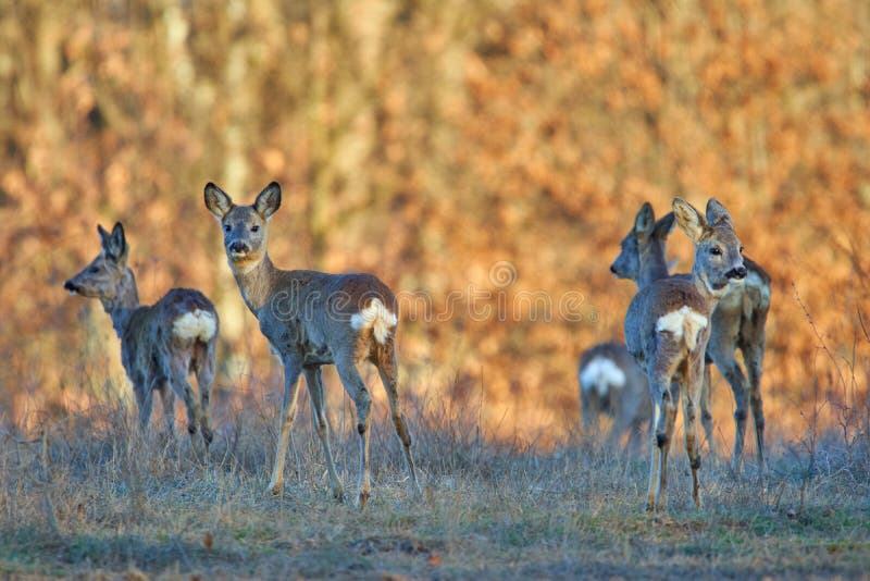 Roe Deer Group in the Forest Stock Photo - Image of quadruped, brown ...