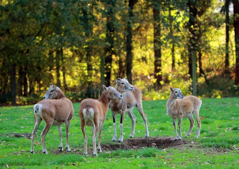 Roe deer group stock image. Image of green, mammal, wild - 37061365