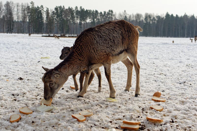 Roe Deer and Her Little Cub Eat Bread Stock Image - Image of outdoor ...