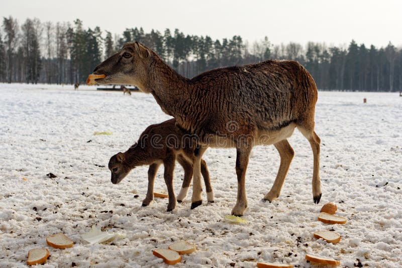 Roe Deer and Her Little Cub Eat Bread Stock Photo - Image of field ...