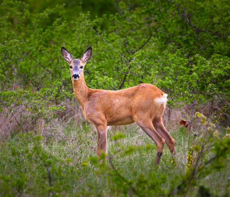 Roe deer in the hide stock image. Image of outdoors, wilderness - 92091979