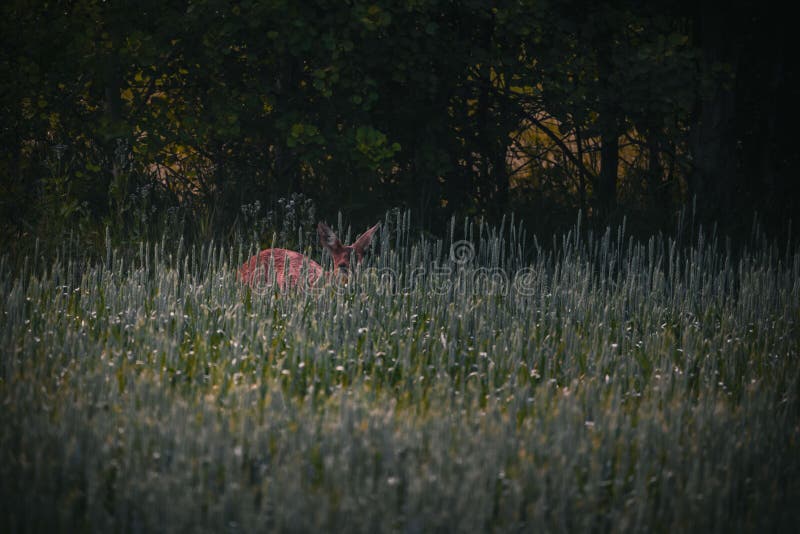 Roe Deer Hiding Behind the Grass in a Forest Stock Image - Image of ...