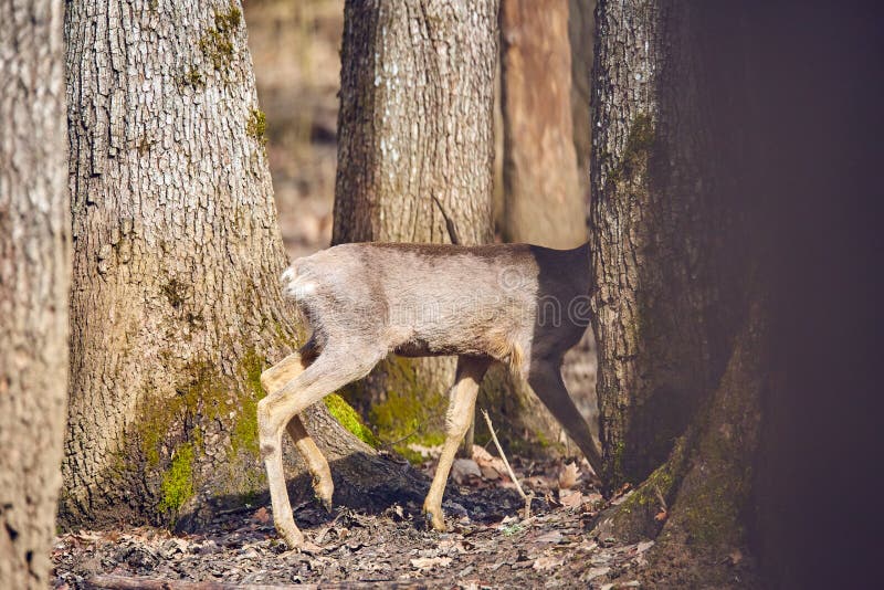 Roe deer hiding stock photo. Image of meadow, wildlife - 136259198