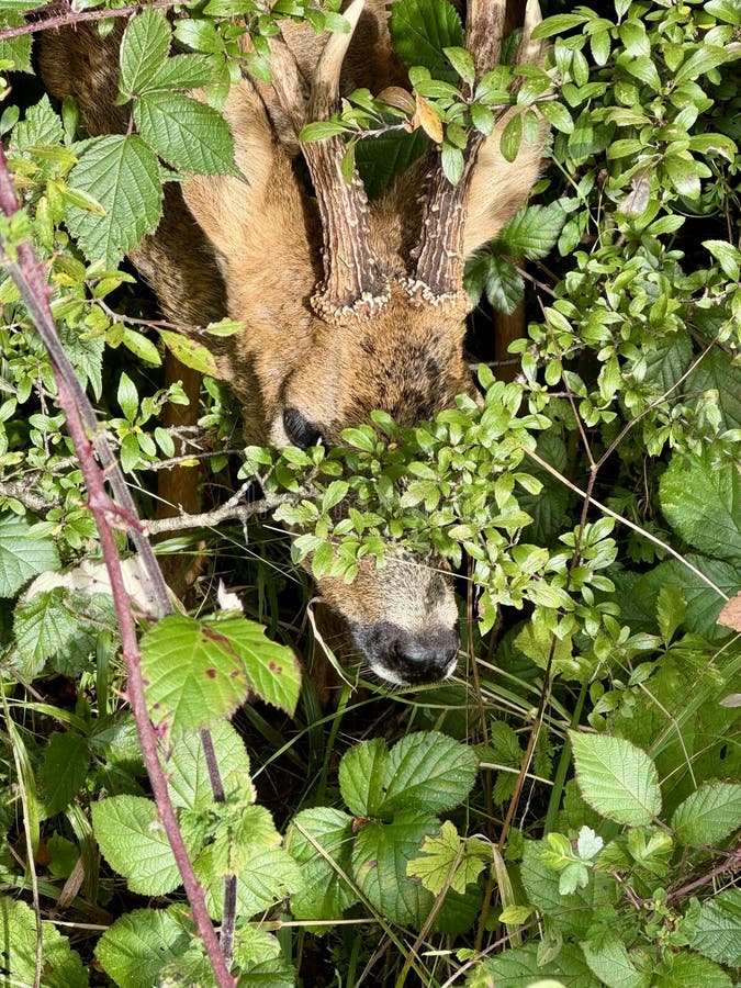 Roe Deer Hiding in Undergrowth Stock Photo - Image of ...