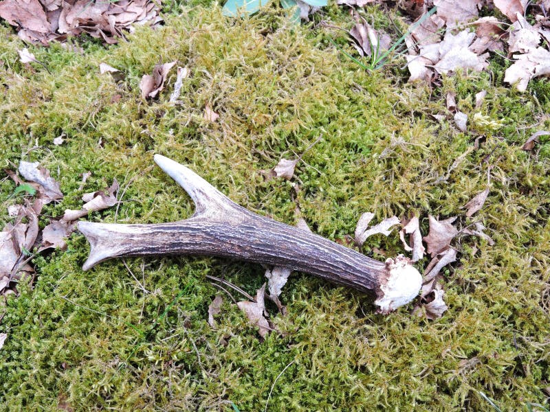 Roe deer horn stock photo. Image of wild, lost, deer - 90937494
