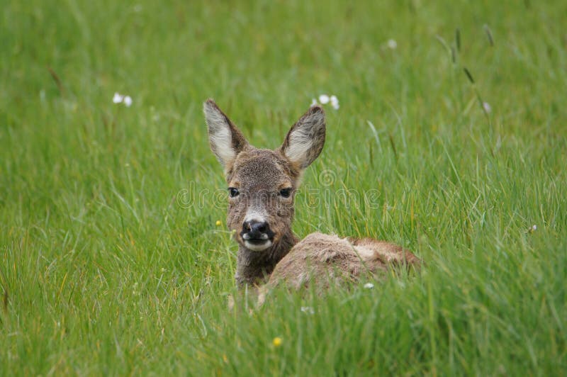 Roe Deer, Lothersdale, North Yorkshire, England Stock Photo - Image of ...