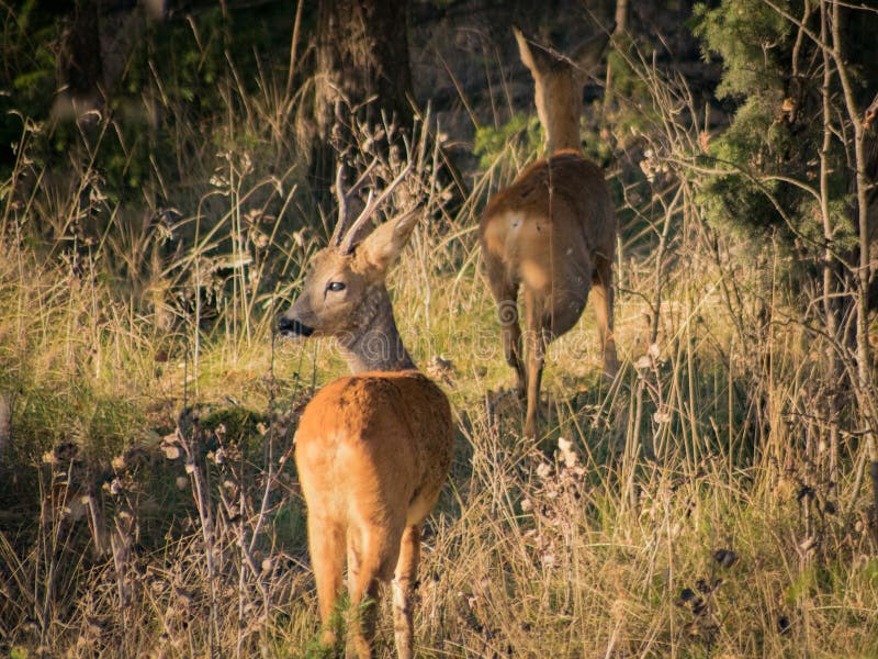 Roe Deer Male Looking Left while Female Runs into the Woods Stock Image ...