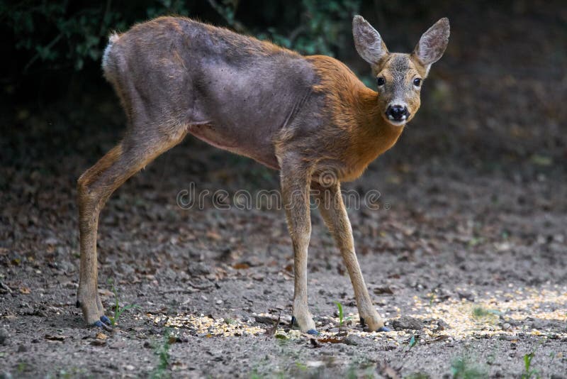 Sarcoptic Mange Stock Photos - Free & Royalty-Free Stock Photos from ...