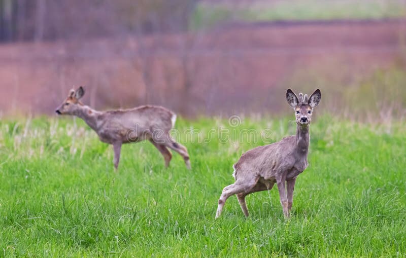 Roe Deer in the Meadow in the Early Spring Stock Photo - Image of ...