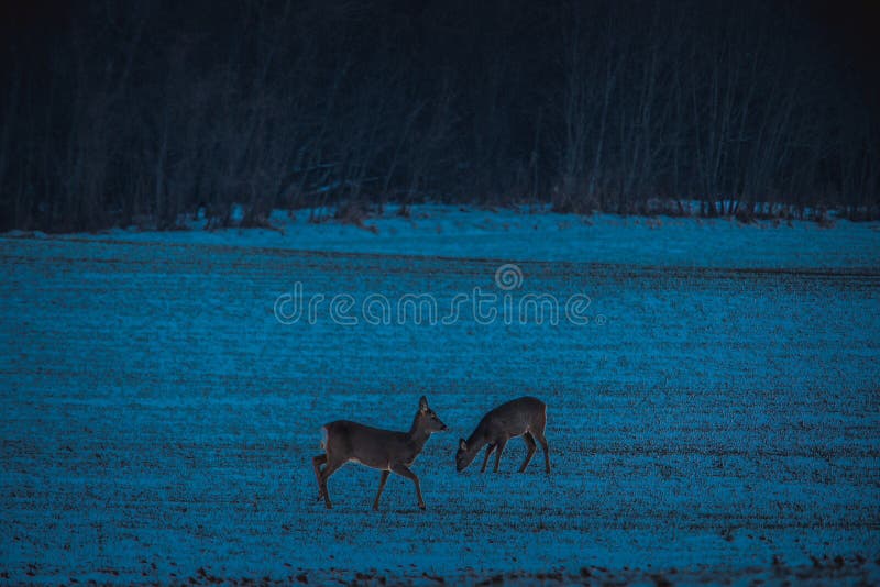 Roe Deer Near Forest at Night Stock Image - Image of night, landscape ...