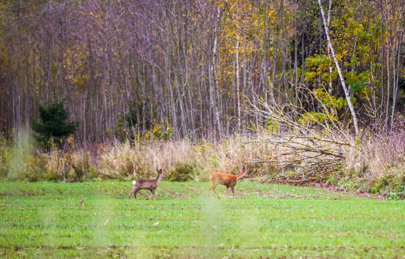 Roe deer near forest stock image. Image of mammal, countryside - 78902009