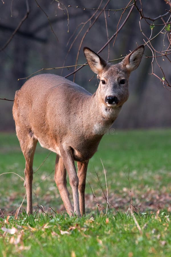 A Male Roe Deer, Capreolus Capreolus Standing in a Field Looking at the ...