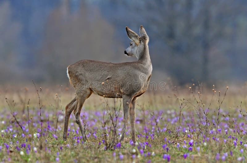 Young Roe Deer Stag in Bluebells Stock Photo - Image of animal ...