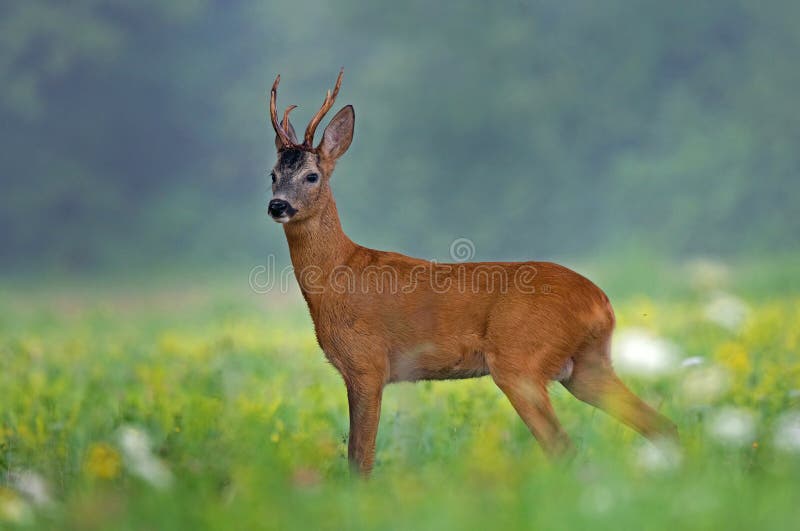 Roe deer stock photo. Image of flowers, hunting, field - 39716852