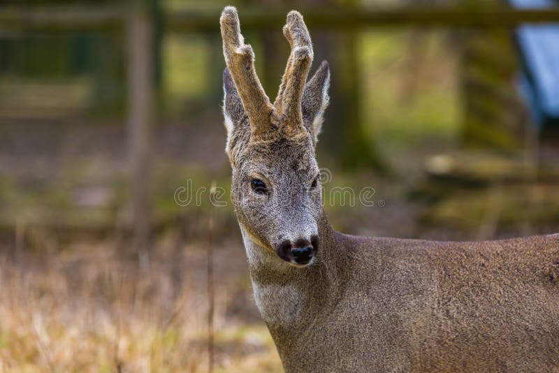 Roe deer portrait stock photo. Image of animals, woodland - 68416920