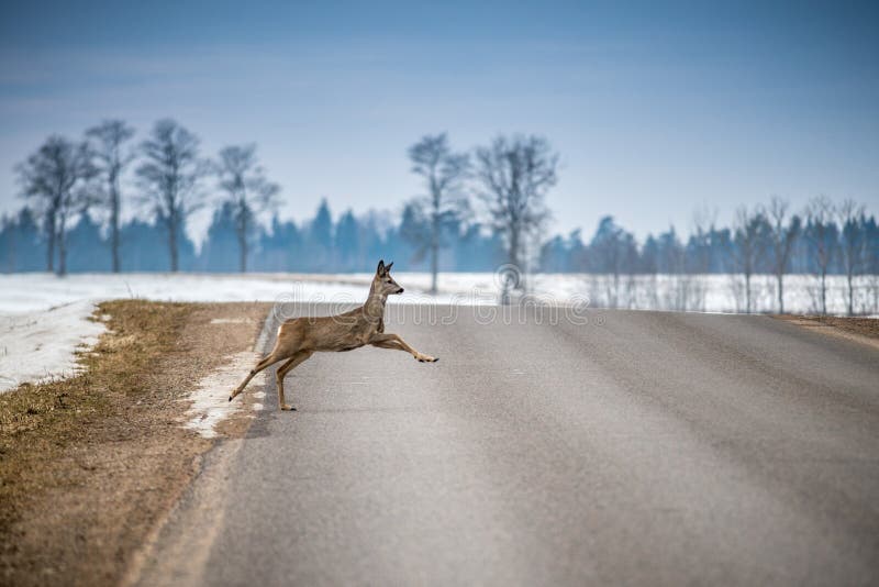 Roe deer on road stock image. Image of field, baltic - 85566659