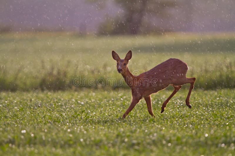 Roe deer running stock image. Image of wild, capreolus - 54795101