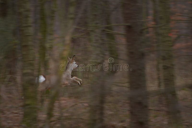 604 Deer Scared Stock Photos - Free & Royalty-Free Stock Photos from ...