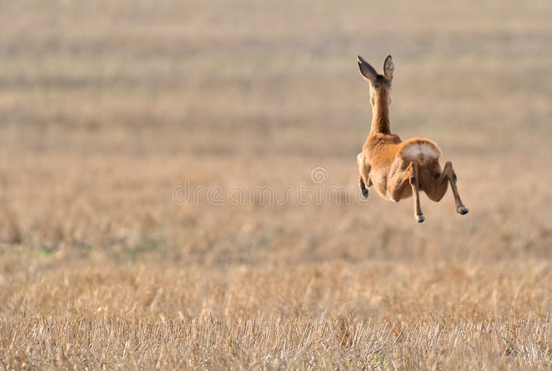 Roe Deer Running Over Field Stock Image - Image of rear, mammal: 26617095