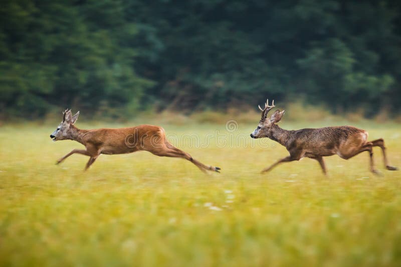 Roe deer running stock image. Image of grass, green - 212449623