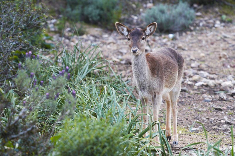 Roe deer stock photo. Image of wild, nature, italy, closeup - 32197930